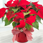Seasons Greetings - Potted Poinsettia Heather Lea Florists Blackpool